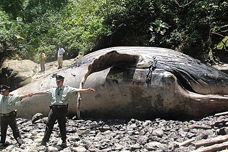En Colombia no saben qué hacer con una gigantesca ballena muerta en la ...