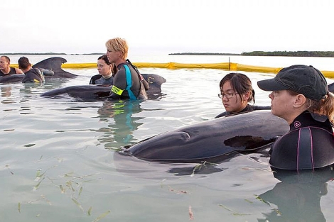 Las ballenas supervivientes de Florida | Estados Unidos | elmundo.es