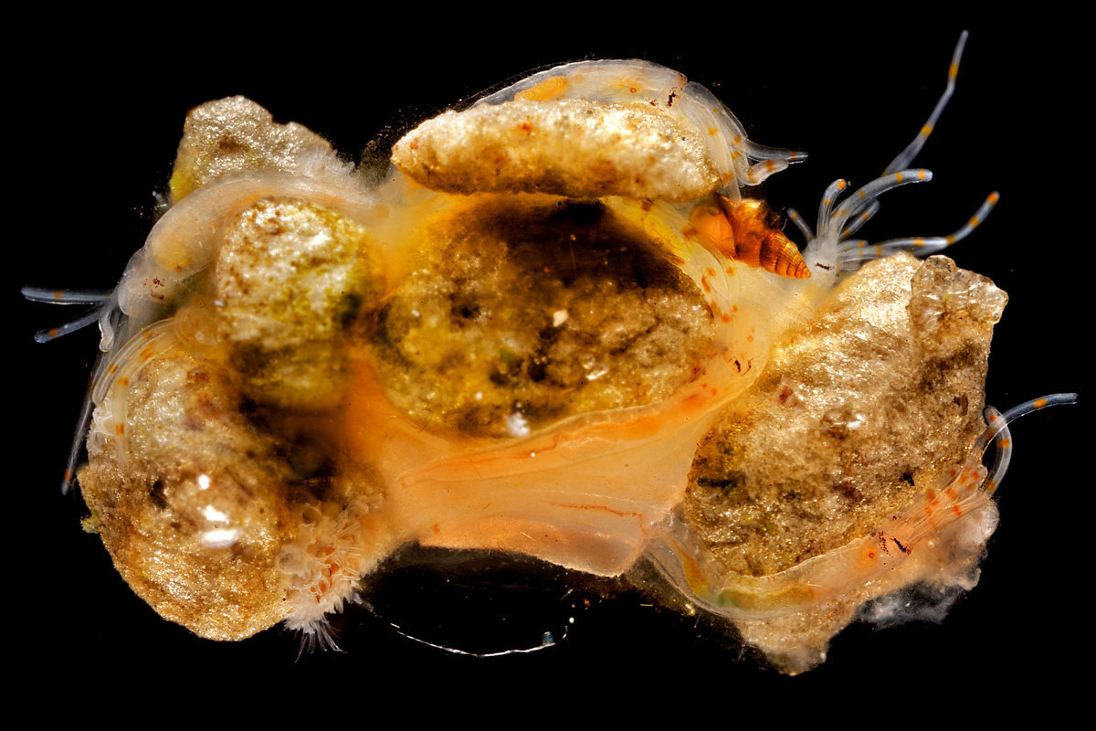 Un especimen identificado | Ciencia | EL MUNDO