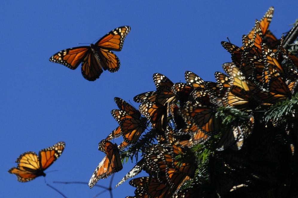 Foto de archivo de mariposas monarca volando en el... | Internacional ...