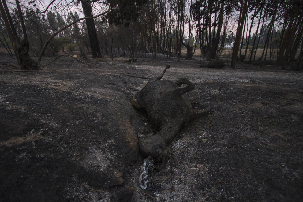 Cadáver de un animal calcinado tras un incendio forestal en la ...