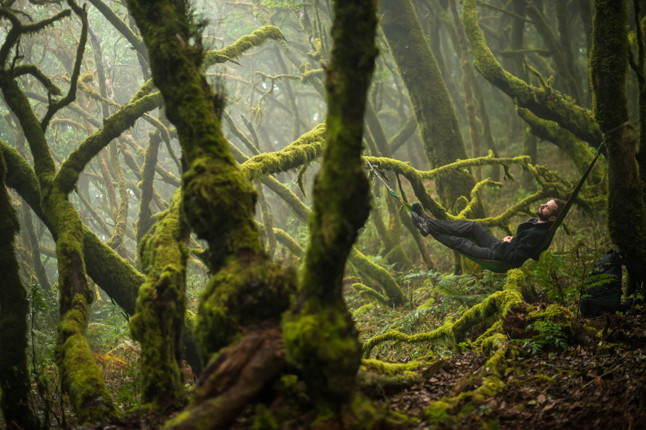Los bosques más fascinantes del mundo - Los árboles más grandes del ...