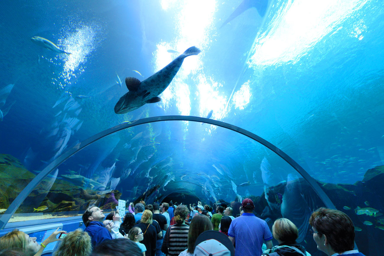 Georgia Aquarium (Atlanta, EEUU) | Viajes/el-baul | EL MUNDO