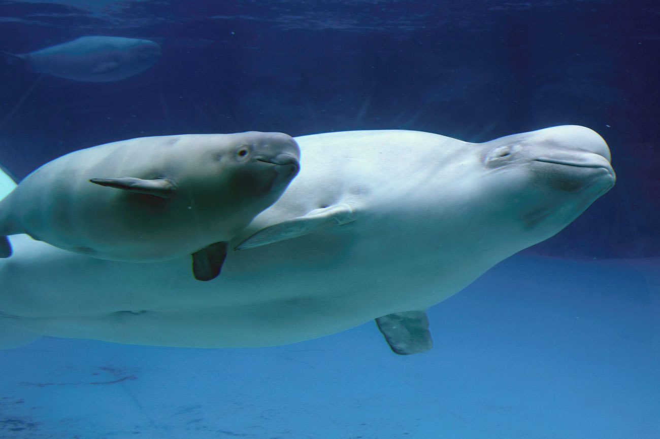 Valencia y su Oceanogràfic | Viajes/el-baul | EL MUNDO