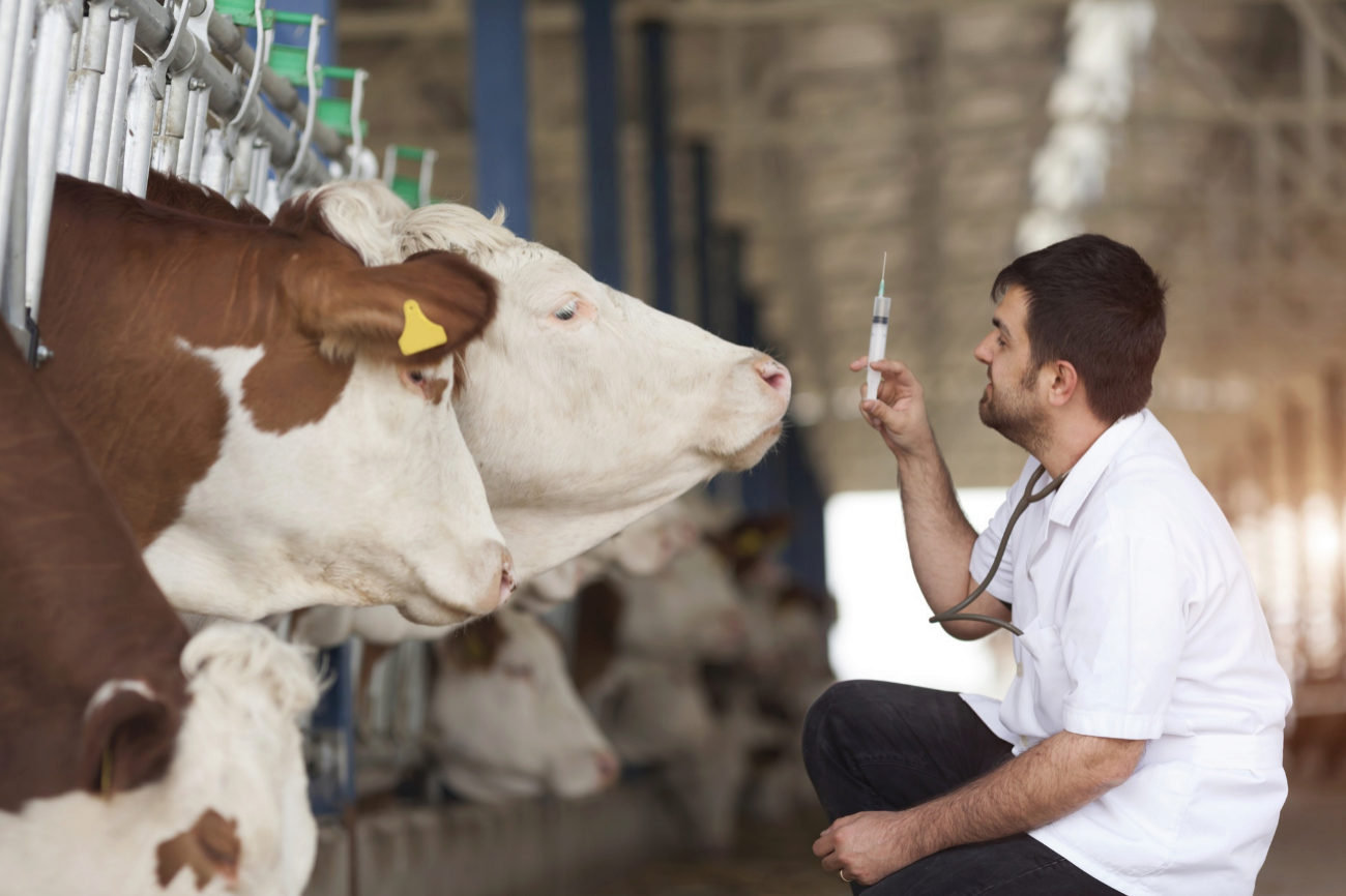 6. Inseminador de yeguas (y de ganado en general) | F5/comparte | EL MUNDO
