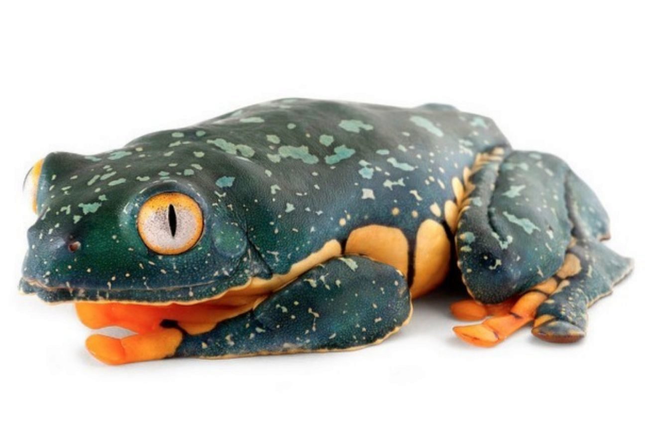 Rana de hoja amazónica (Cruziohyla craspedopus) | Cronica | EL MUNDO