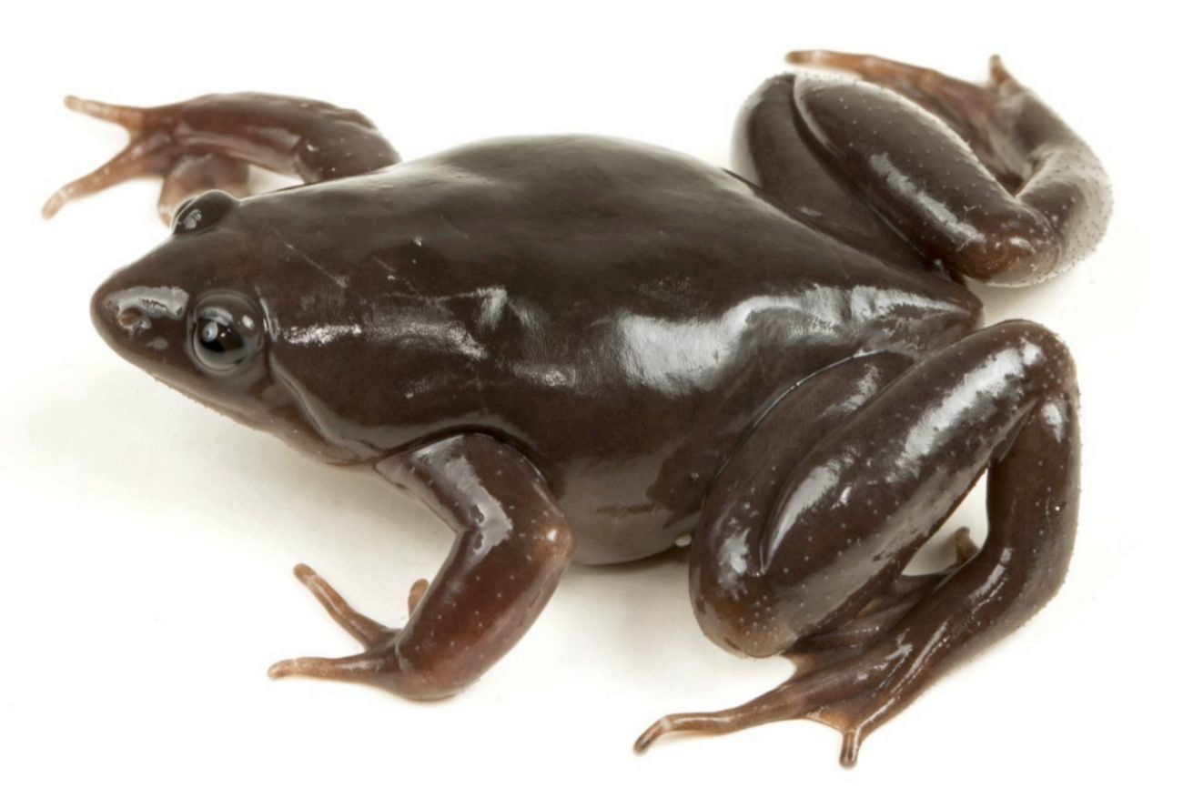 Rana hocicuda negra (Ctenophryne aterrima) | Cronica | EL MUNDO