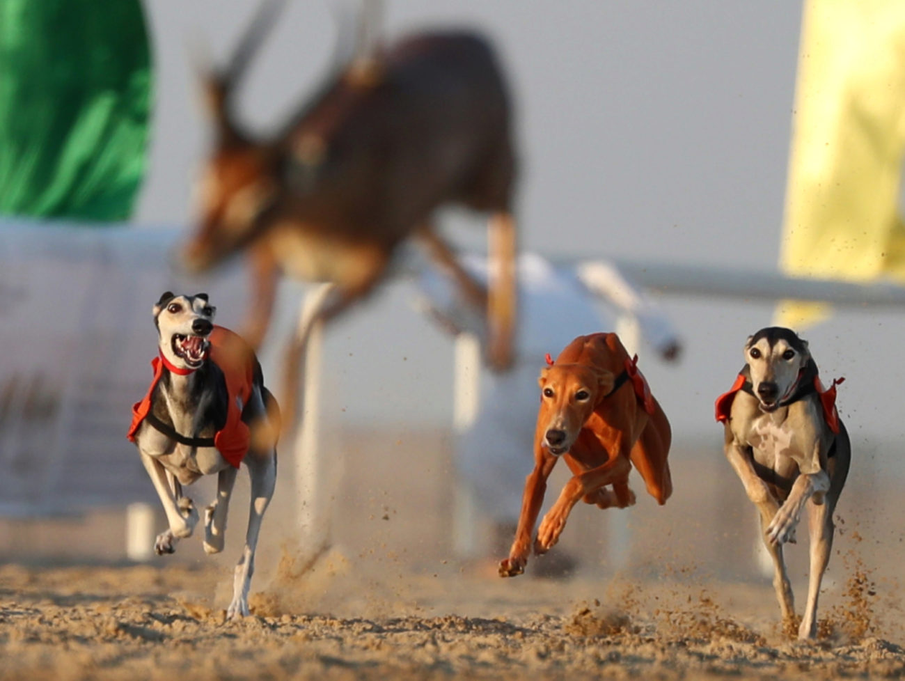 Los perros árabes Saluki persiguen a un señuelo durante una carrera en ...