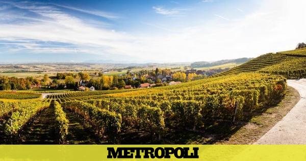 Côtes de l'Orbe: la Suiza de los tintos | Elmundovino