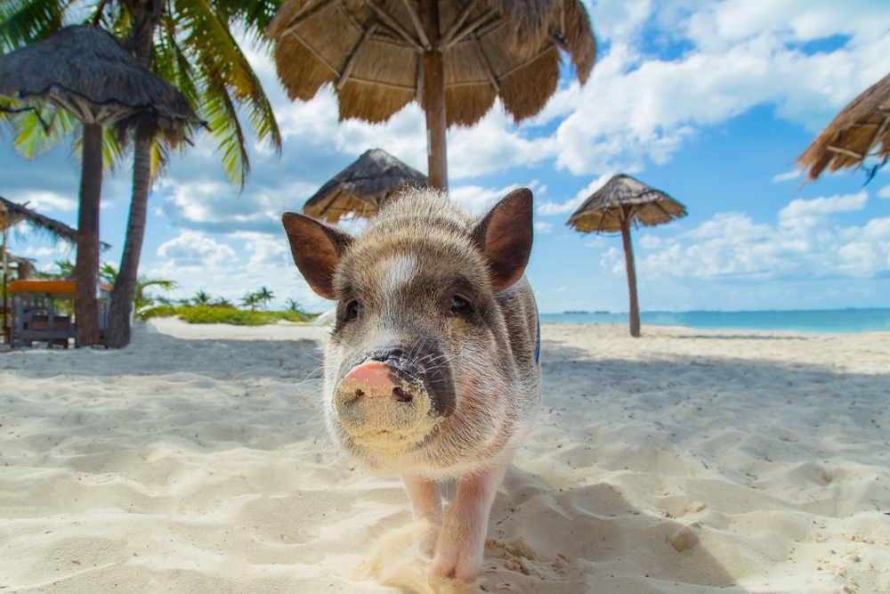 PIG BEACH (I/II) | El Baúl | EL MUNDO