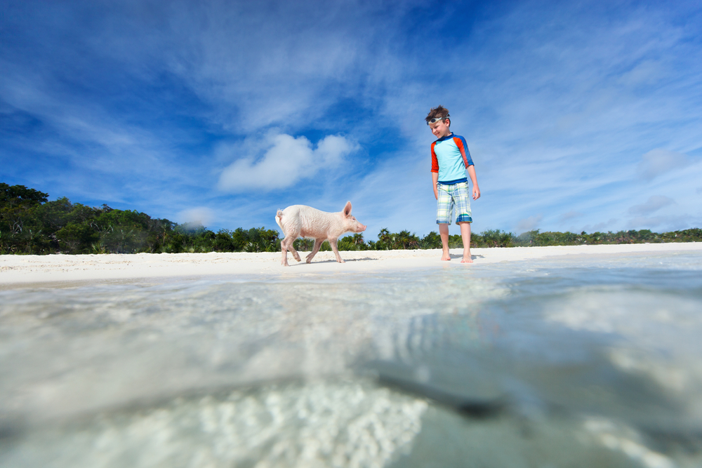 PIG BEACH (II/II) | El Baúl | EL MUNDO