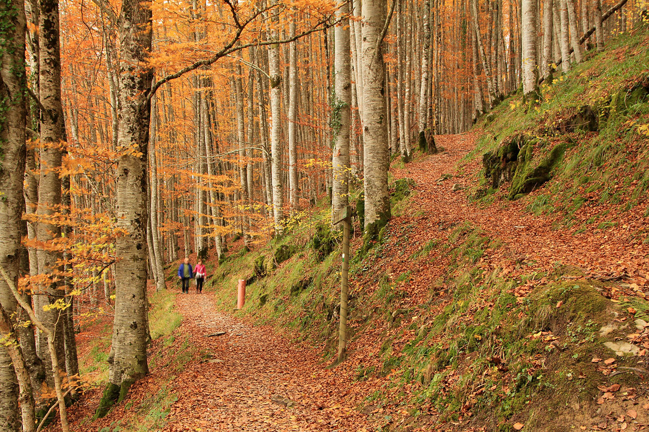 SELVA DE IRATI (NAVARRA) | España | EL MUNDO