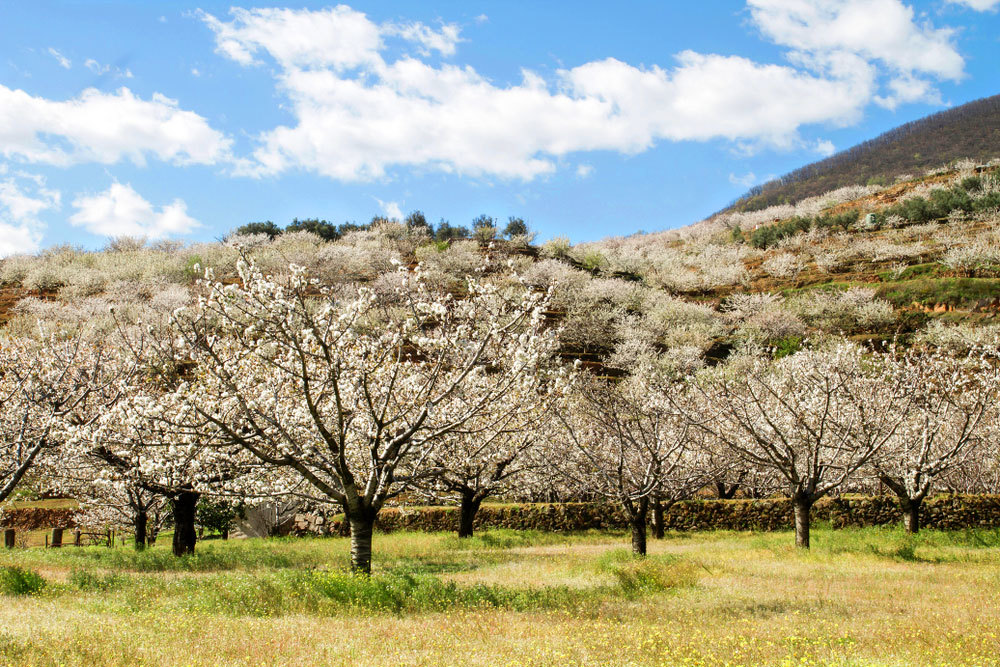 VALLE DEL JERTE (CÁCERES) | España | EL MUNDO