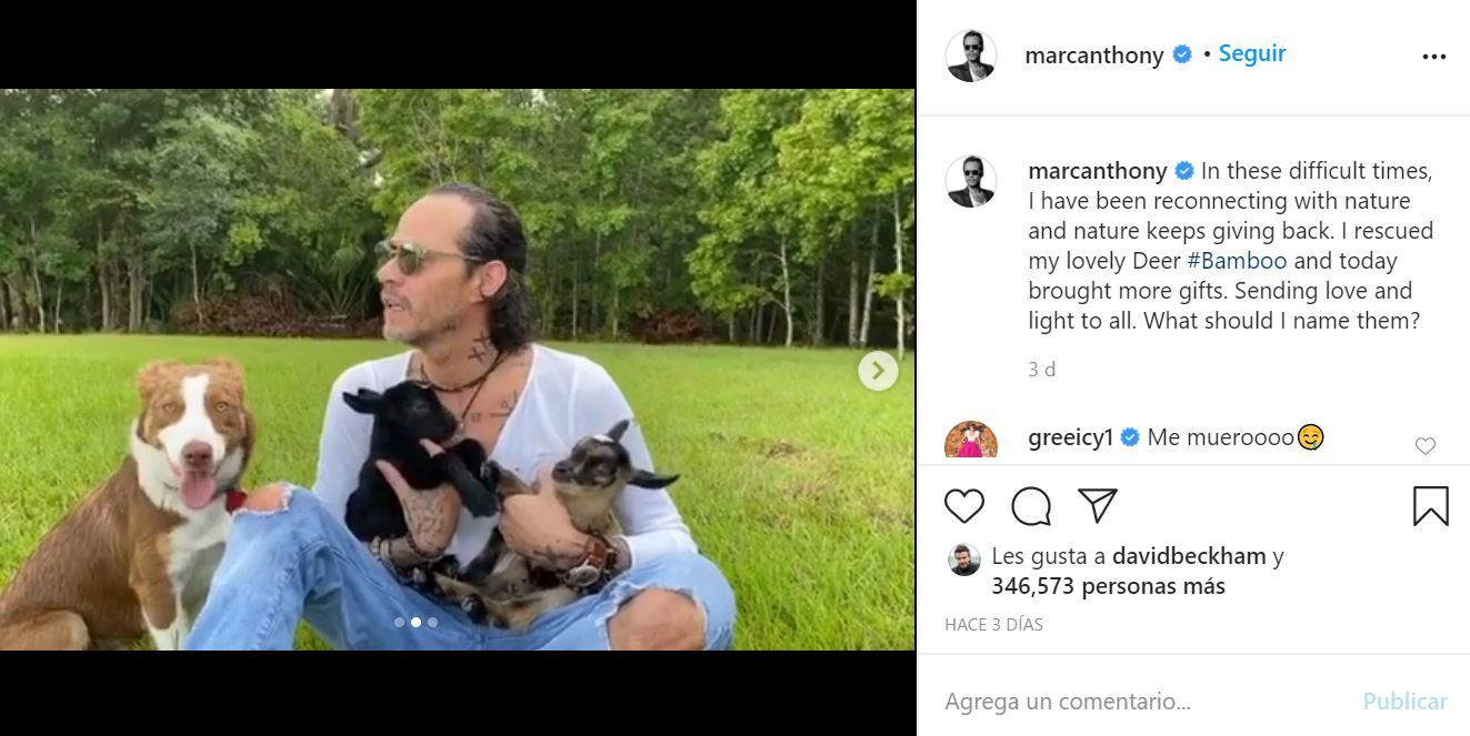 Marc Anthony se hace con dos nuevas y adorables mascotas | Famosos | EL ...