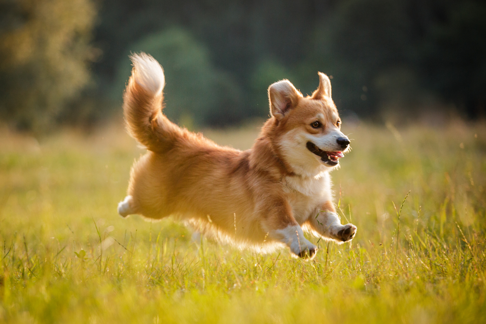 CORGI GALÉS DE PEMBROKE (R. UNIDO) | El Baúl | EL MUNDO