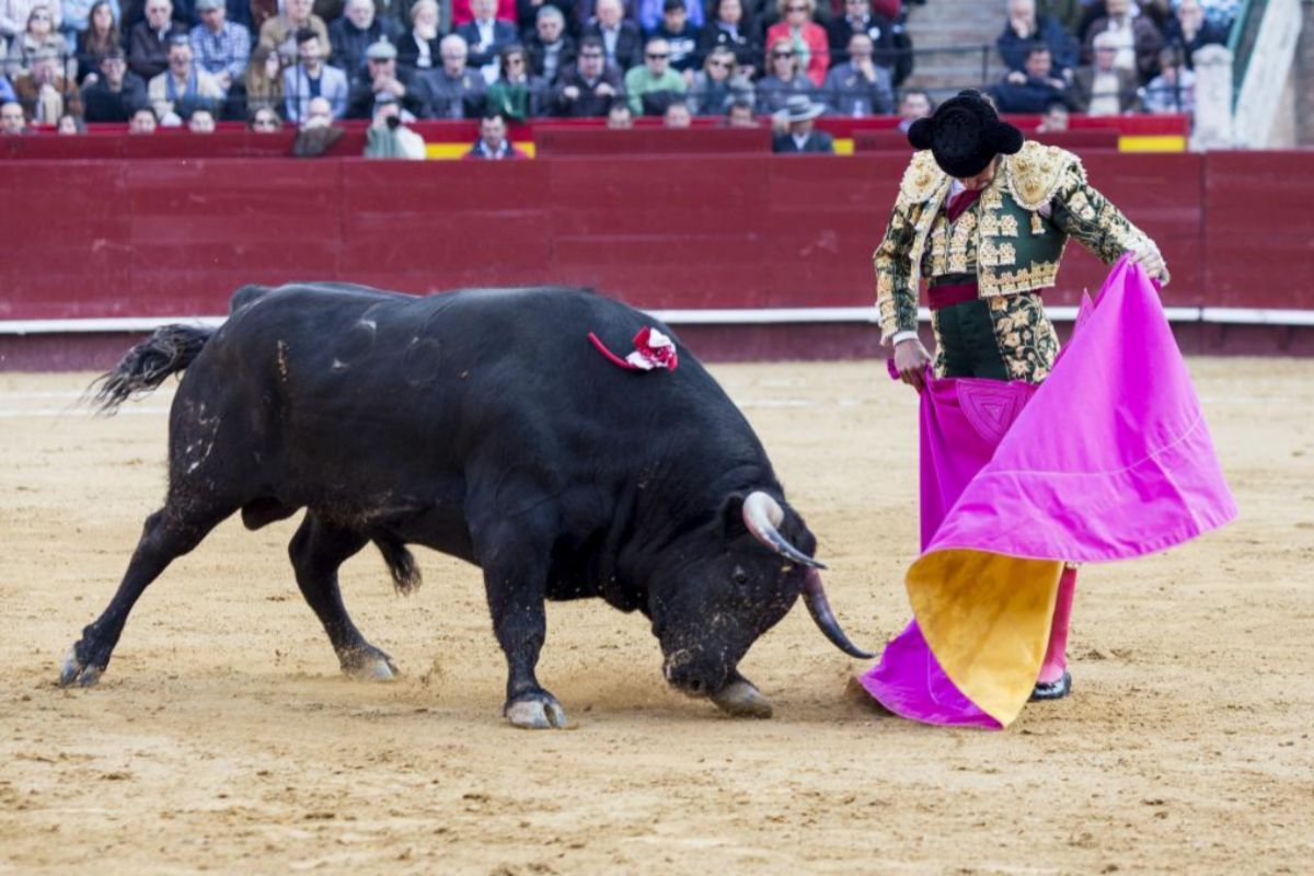 Noticias de Toros - Página 29 | EL MUNDO