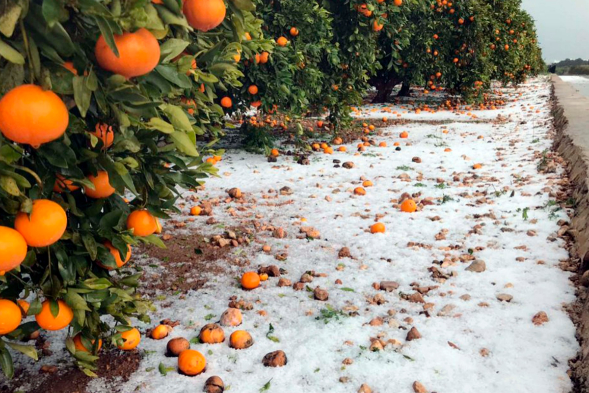 El granizo causa graves daños en cultivos del sur de la provincia de ...