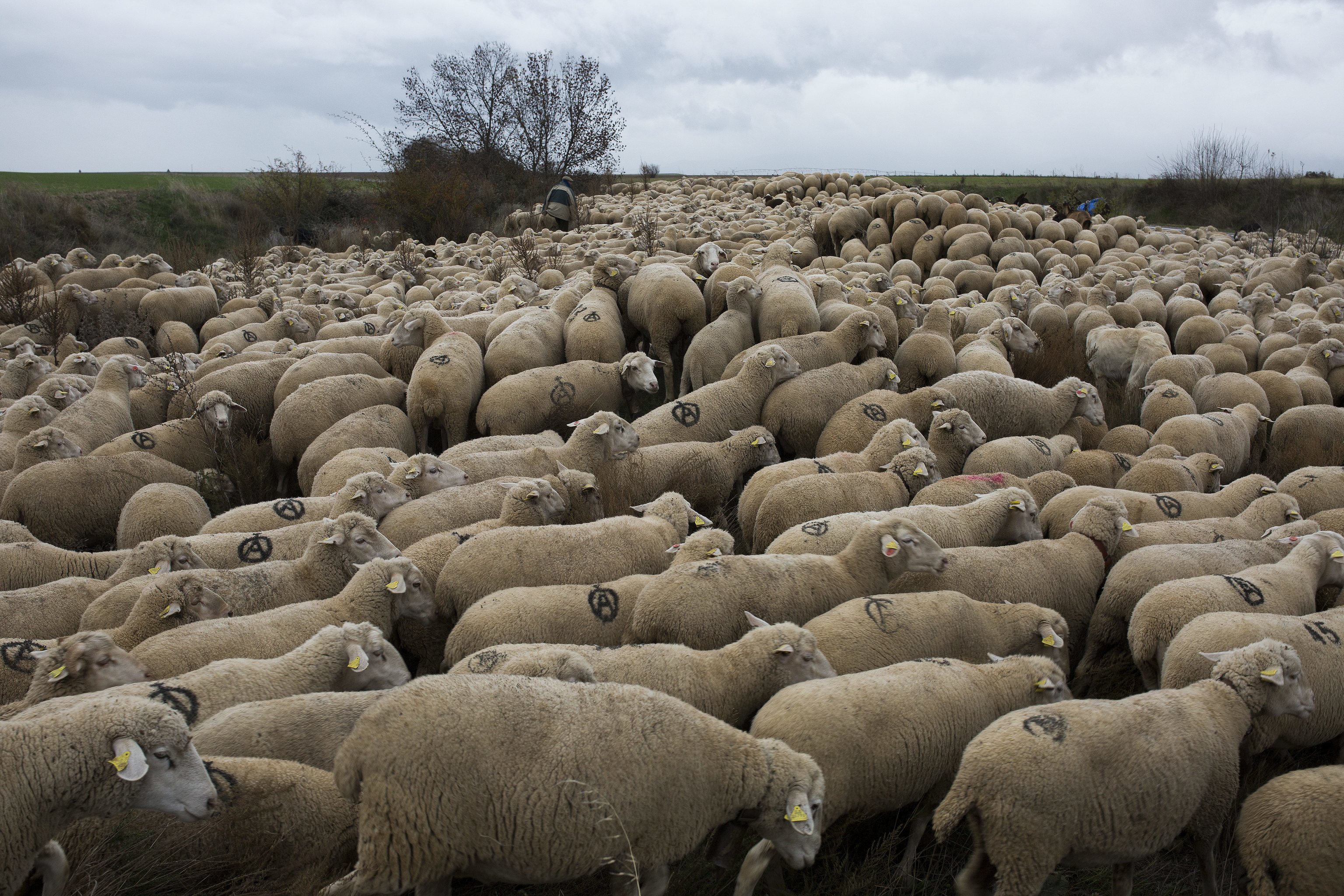 La reaparición de la viruela ovina obliga a sacrificar a más de 17.000 ...