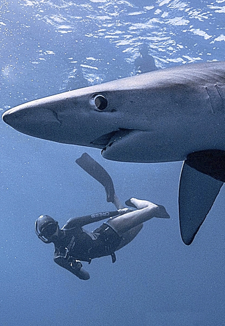 Tres españolas que 'danzan' con tiburones | Crónica