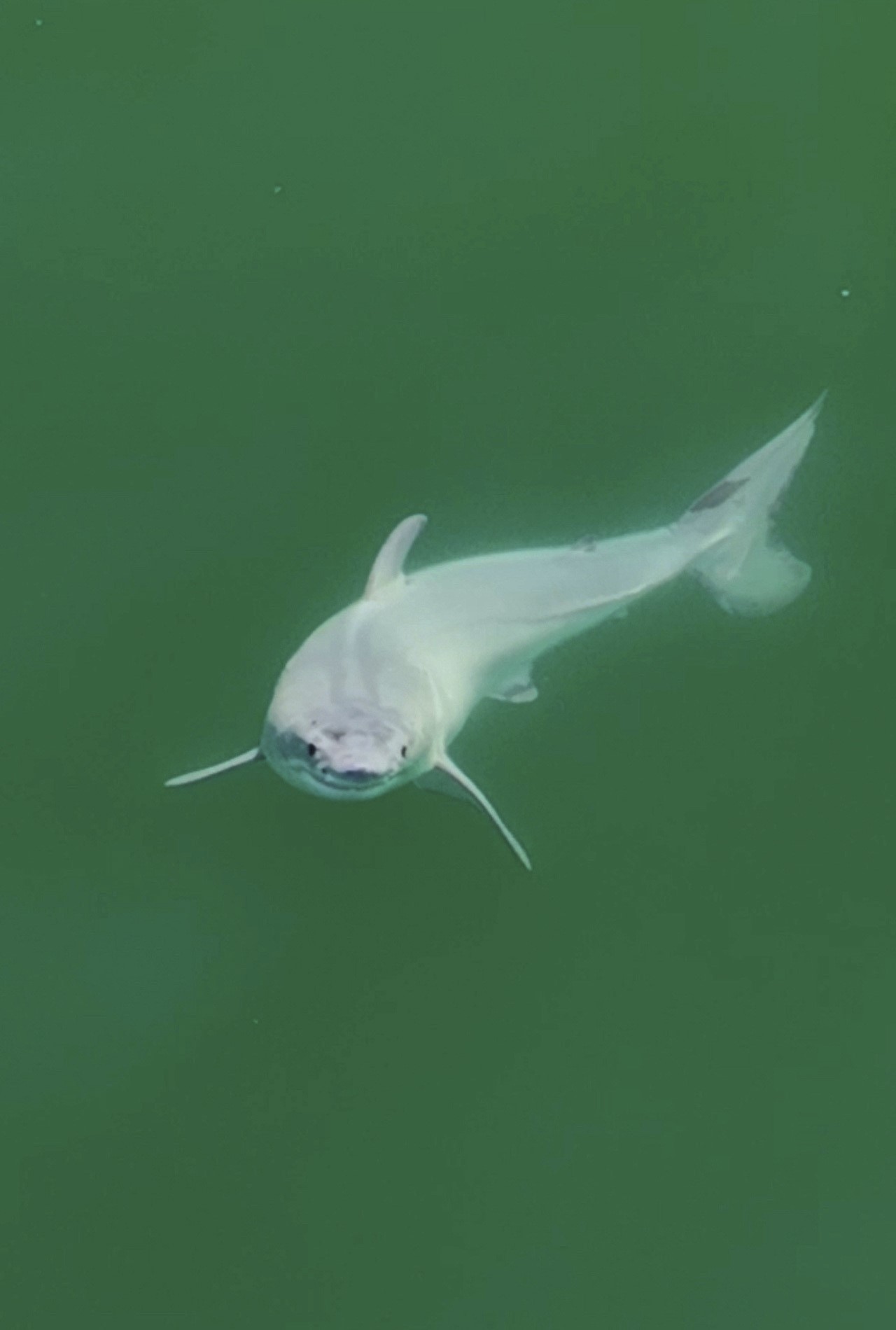 Graban por primera vez a un gran tiburón blanco bebé | Medio Ambiente