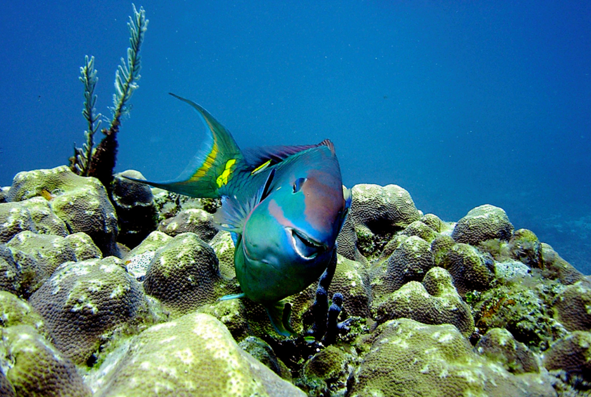 Científicos recurren a pajitas para proteger a los corales de peces ...