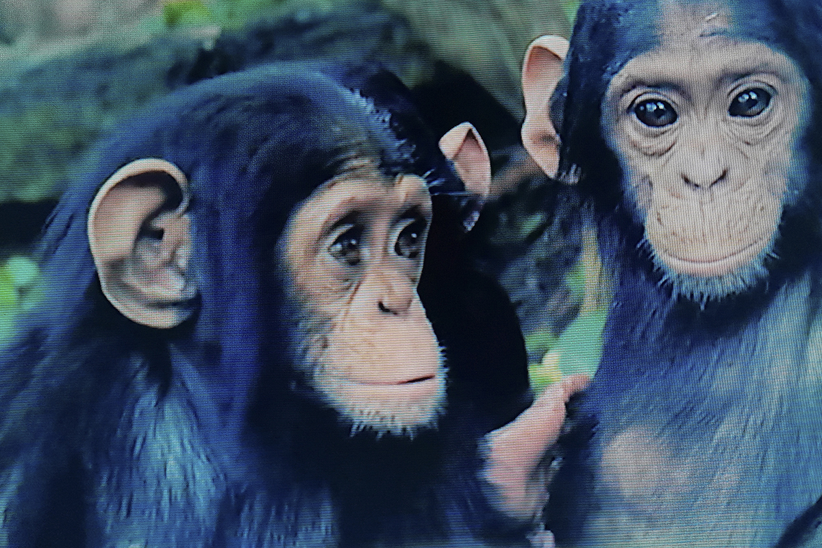 Los Chinos Comen Cerebros De Mono ¿Por Qué Aún Existen Los Monos?