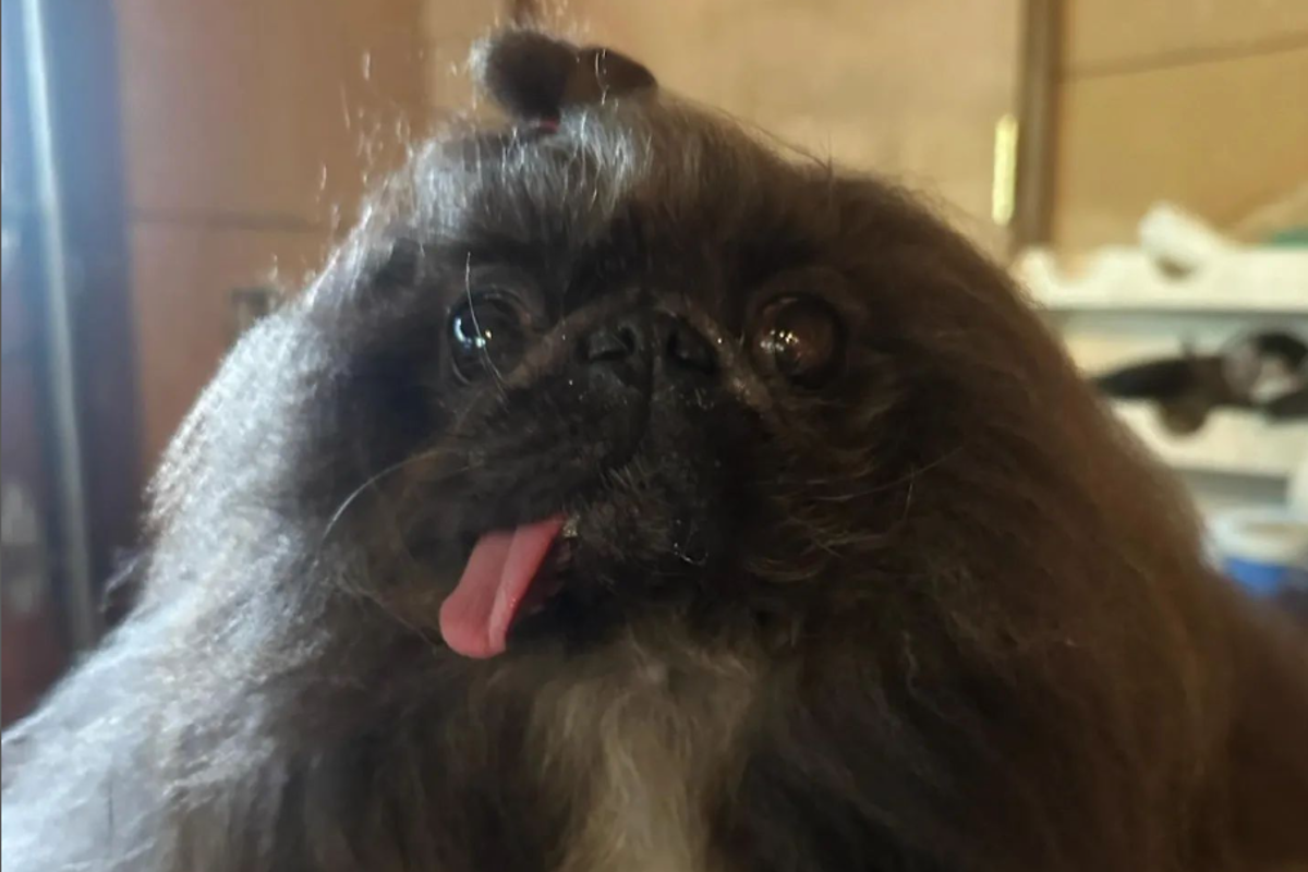 Concurso: El 'perro mas feo del mundo' es un pequinés que contrajo ...