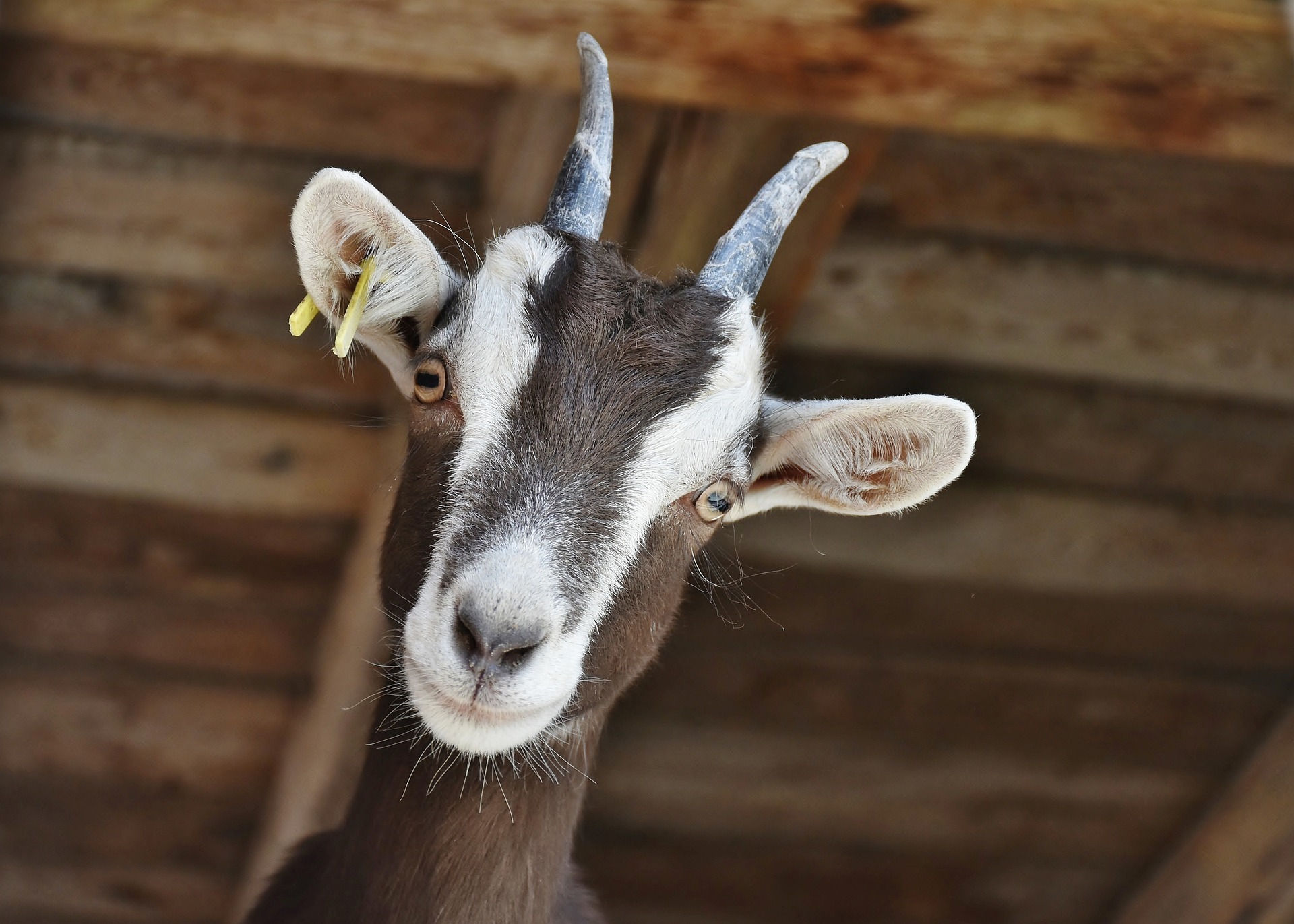 ¿Por qué las cabras tienen las pupilas rectangulares? | Cómo
