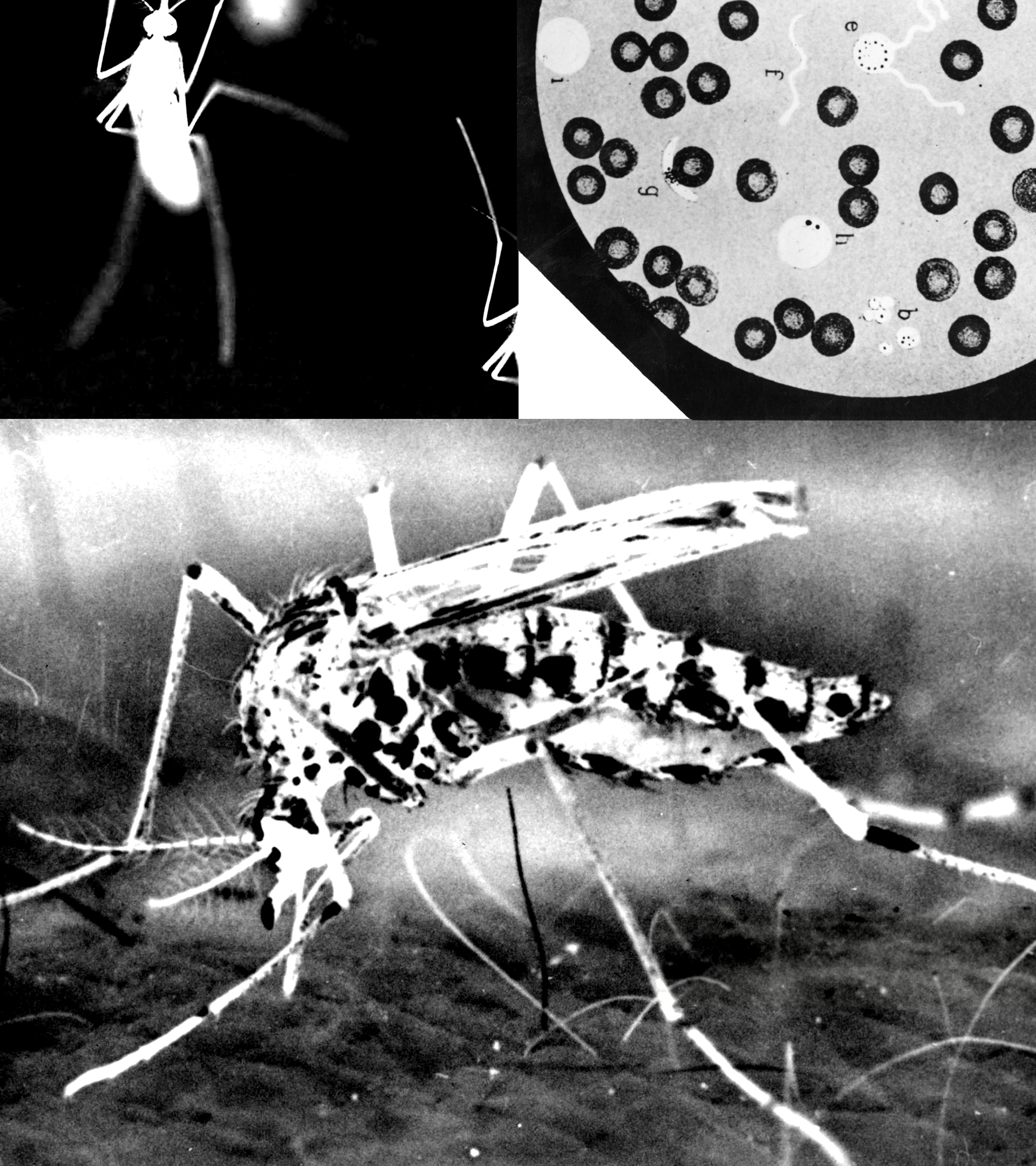 La batalla interminable contra el mosquito: "Ha determinado la ...