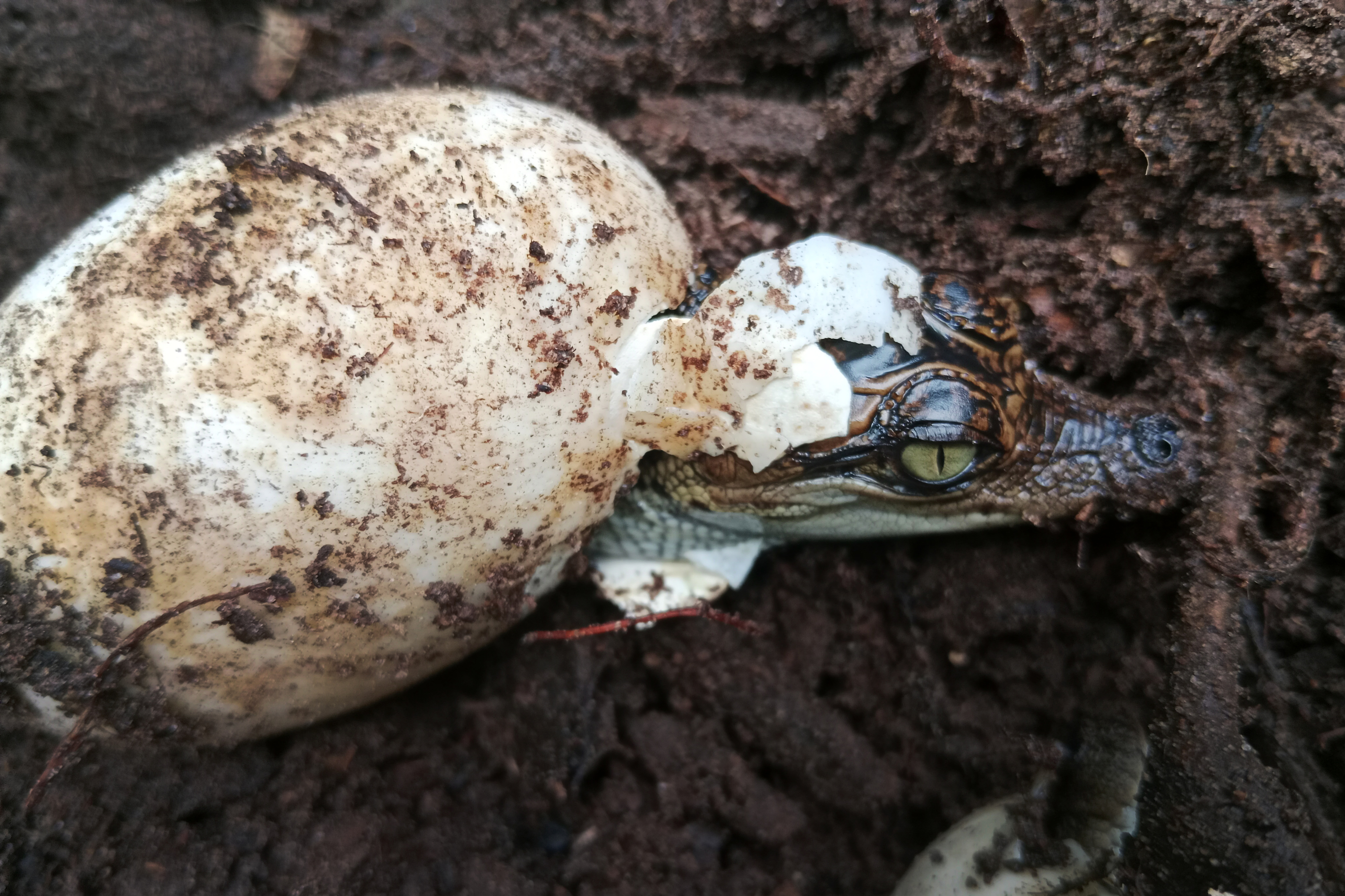 Las escamas de la cabeza de los cocodrilos dibujan su 'huella dactilar ...