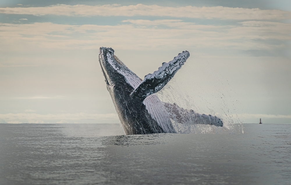 Viaje al corazón del Pacífico colombiano para encontrarse con las ...