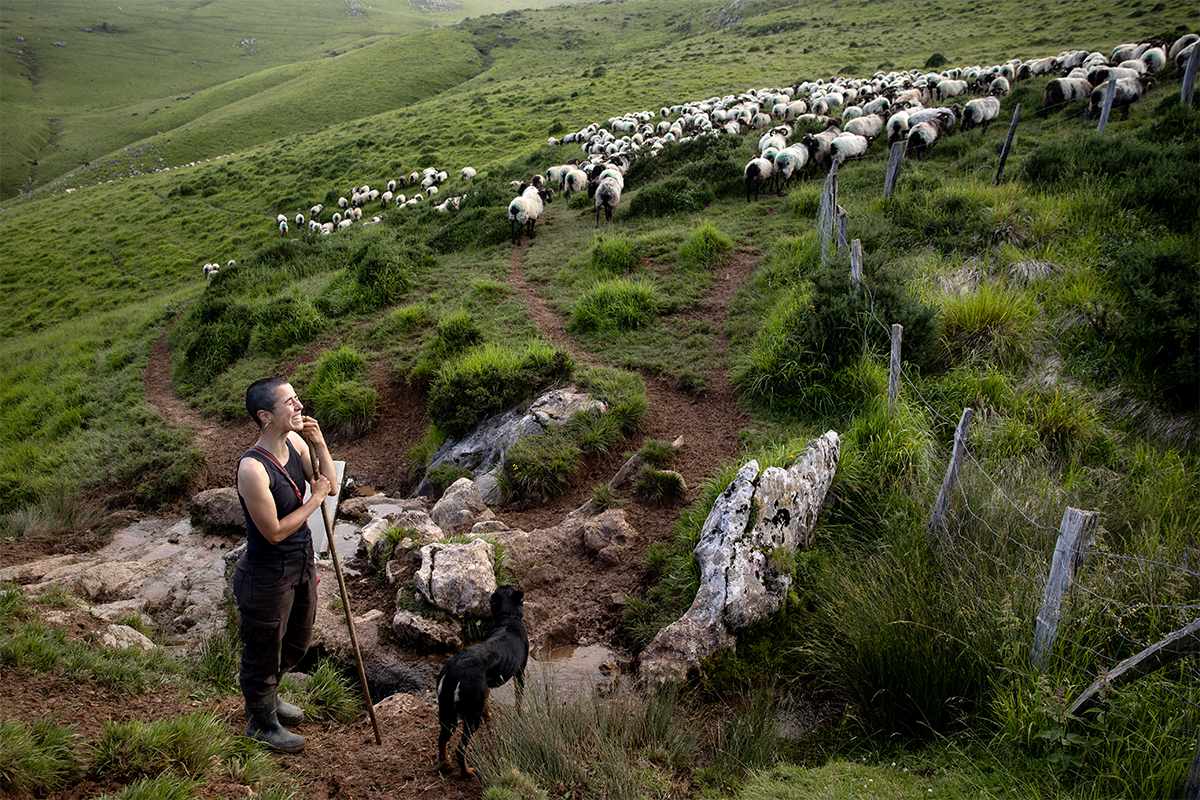 La científica ambiental que pastorea 450 ovejas seis meses al año: "Los ...