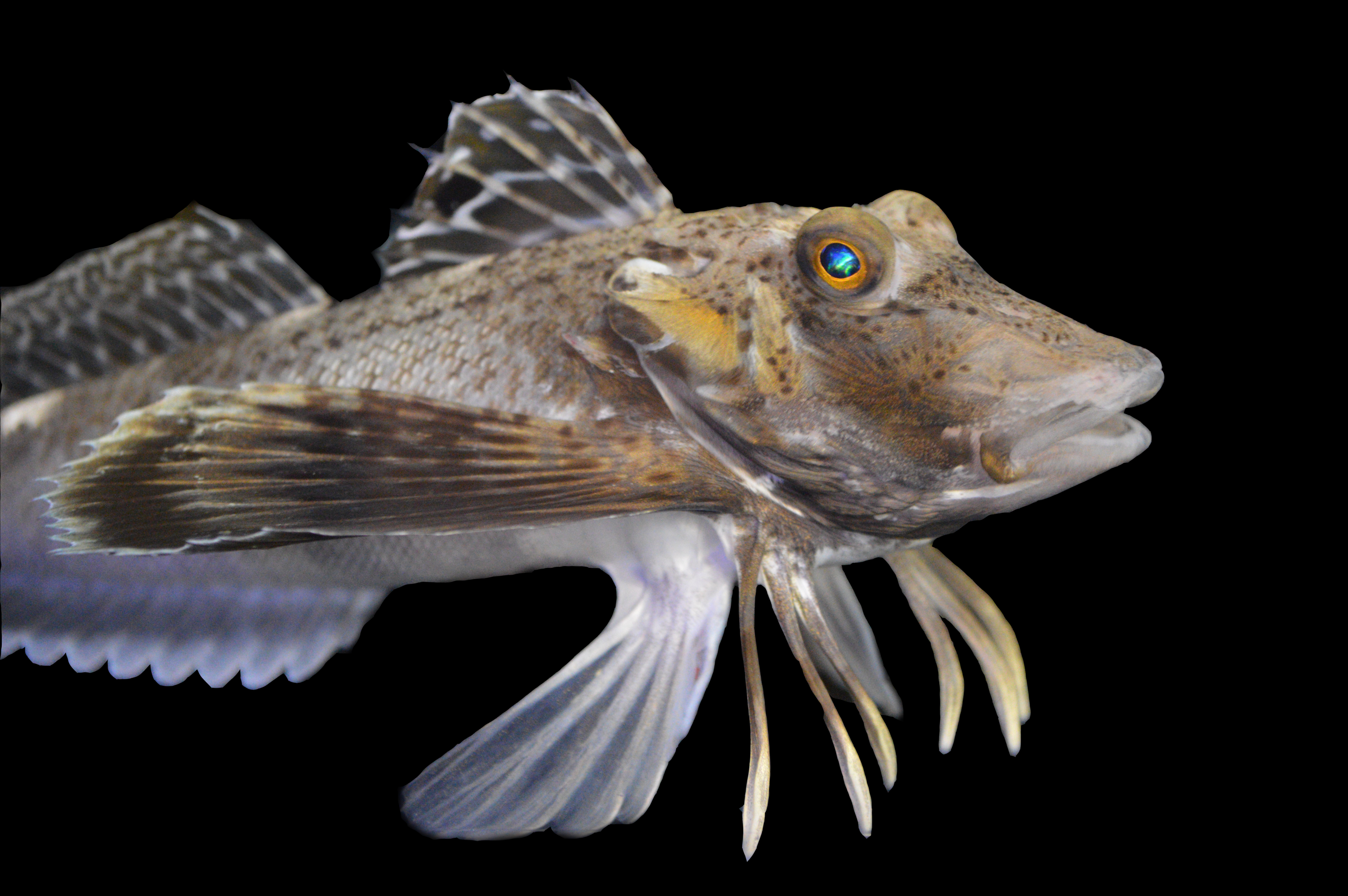 Animales Marinos Peces