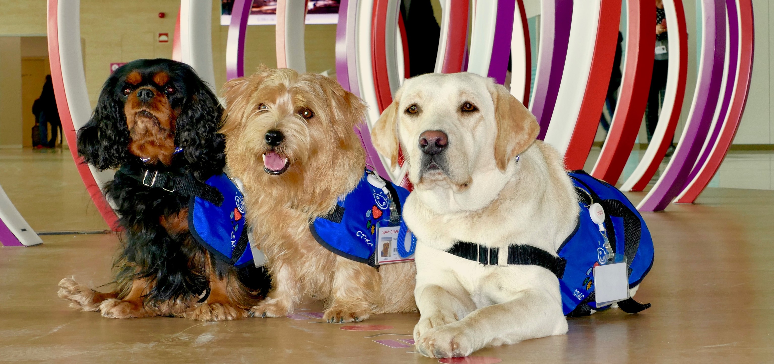Perros de terapia, la experiencia pionera en los hospitales contra la ...