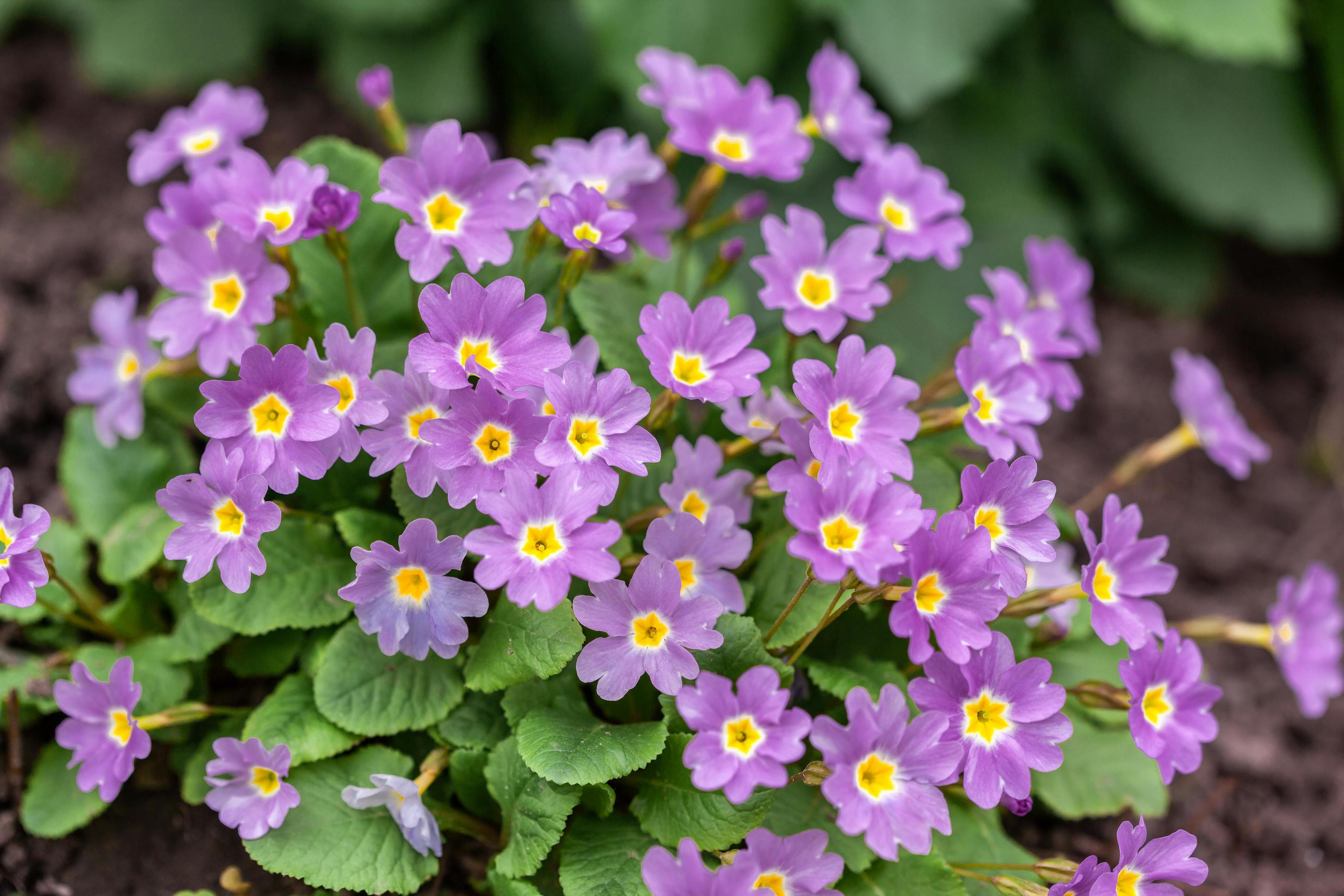 Plantas Para Plantar En Primavera