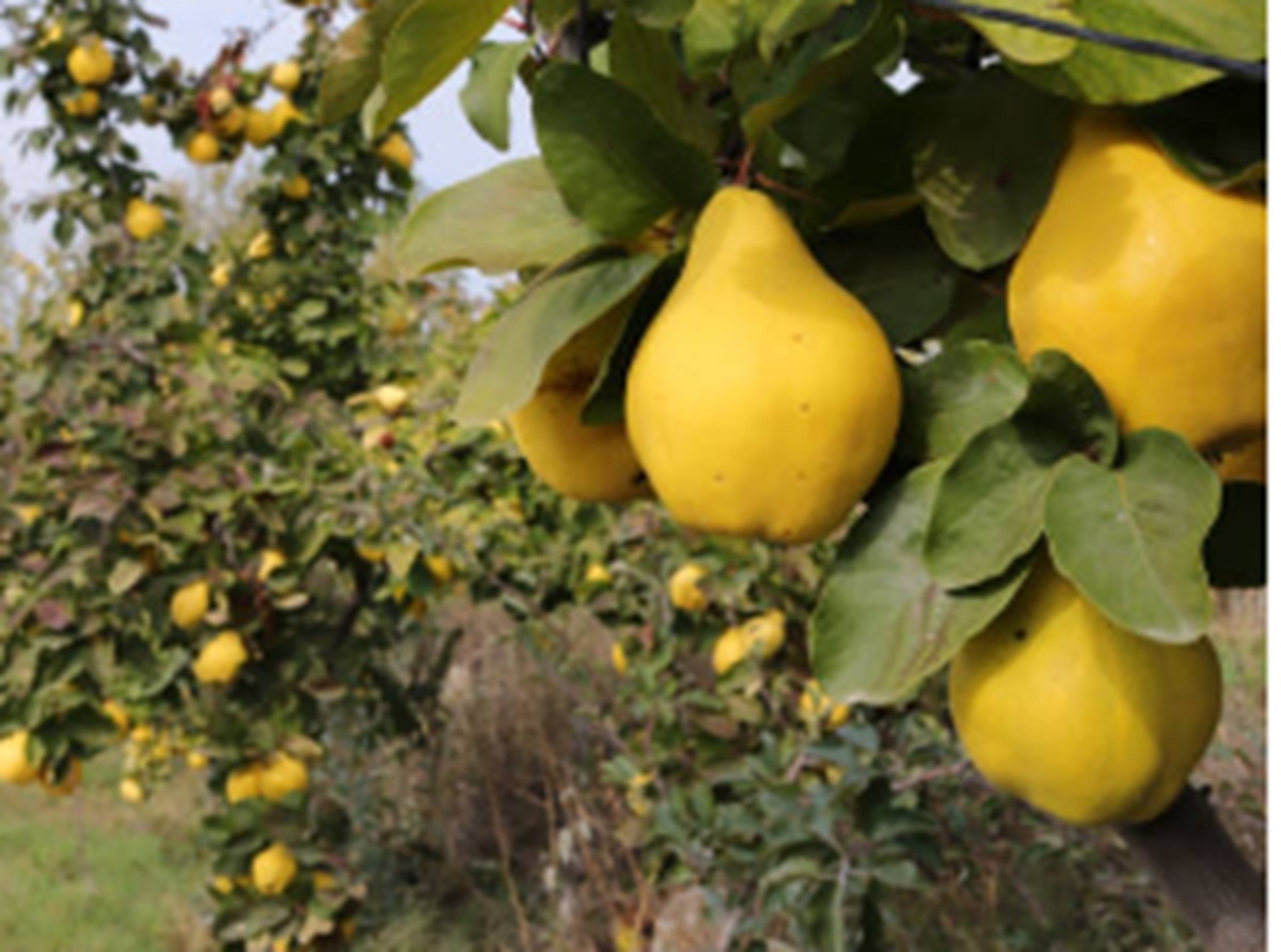¿Cómo se llama el árbol del membrillo? El curioso nombre que pocos ...