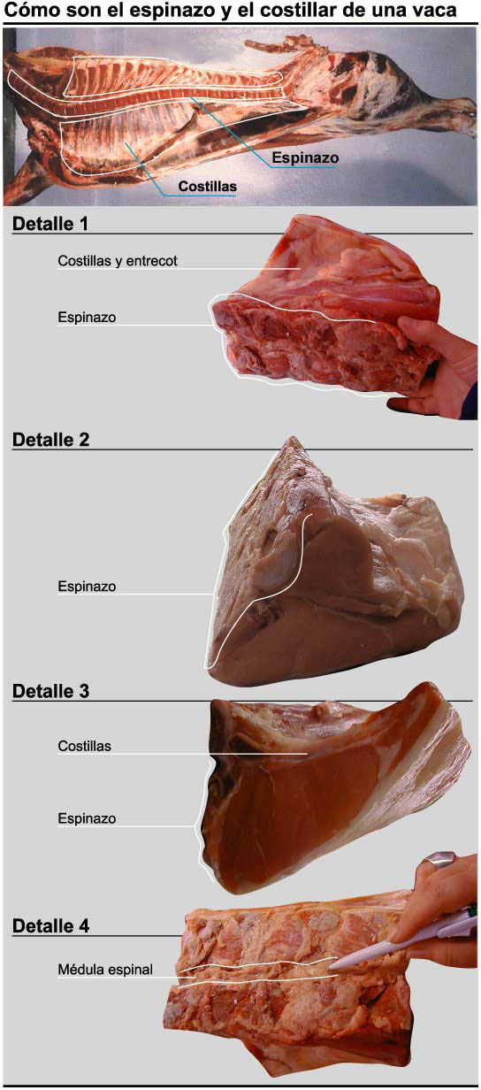 EL MUNDO | Cómo son el espinazo y el costillar de una vaca