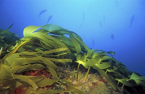 Las montañas submarinas de Gorringe serán Área Marina Protegida ...