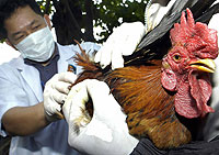 La gripe 'del pollo' será cada vez más virulenta > elmundosalud - medicina